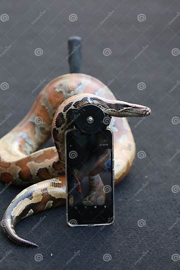 Python Wrapped Around Monopot Stock Photo - Image of metal, hand: 230448022