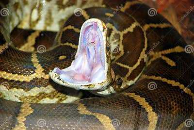 Python yawning stock image. Image of sleepy, snake, open - 8754191