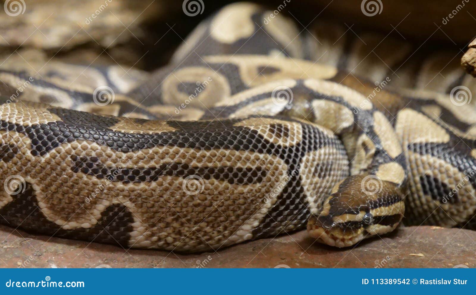 Zozoo Stock Photos - Free & Royalty-Free Stock Photos from Dreamstime