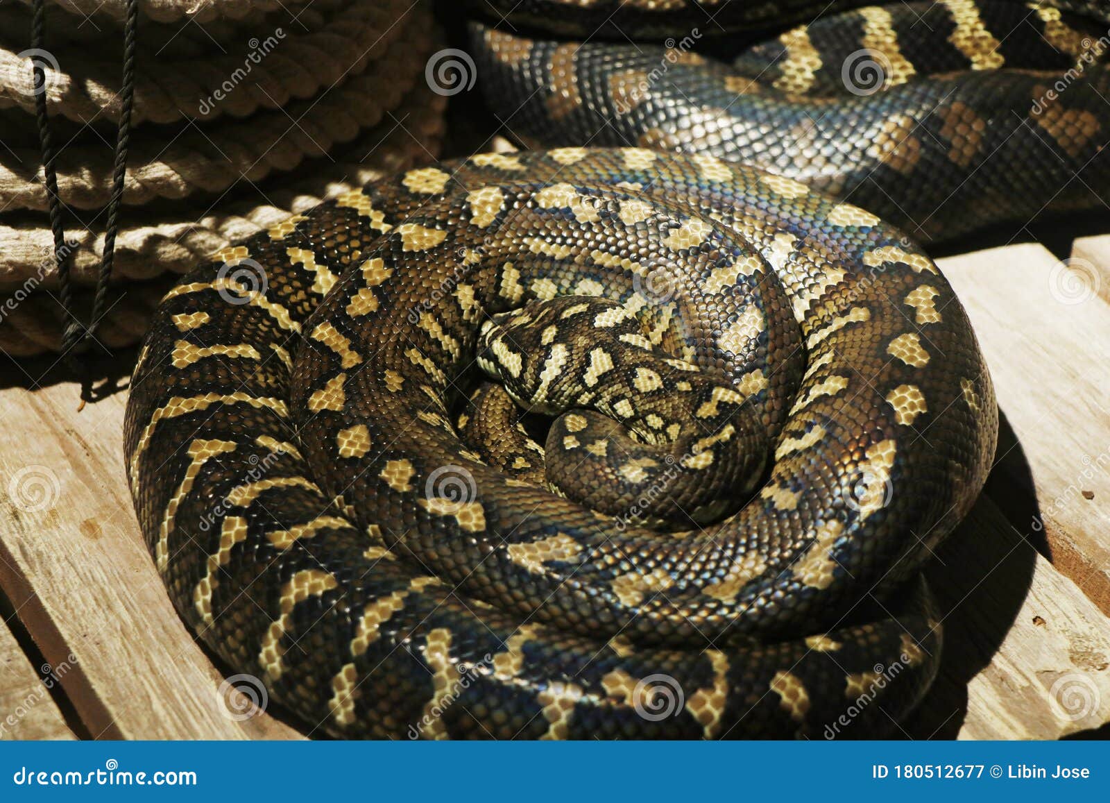 The Pythonidae, Commonly Known Simply As Pythons Stock Image - Image of ...