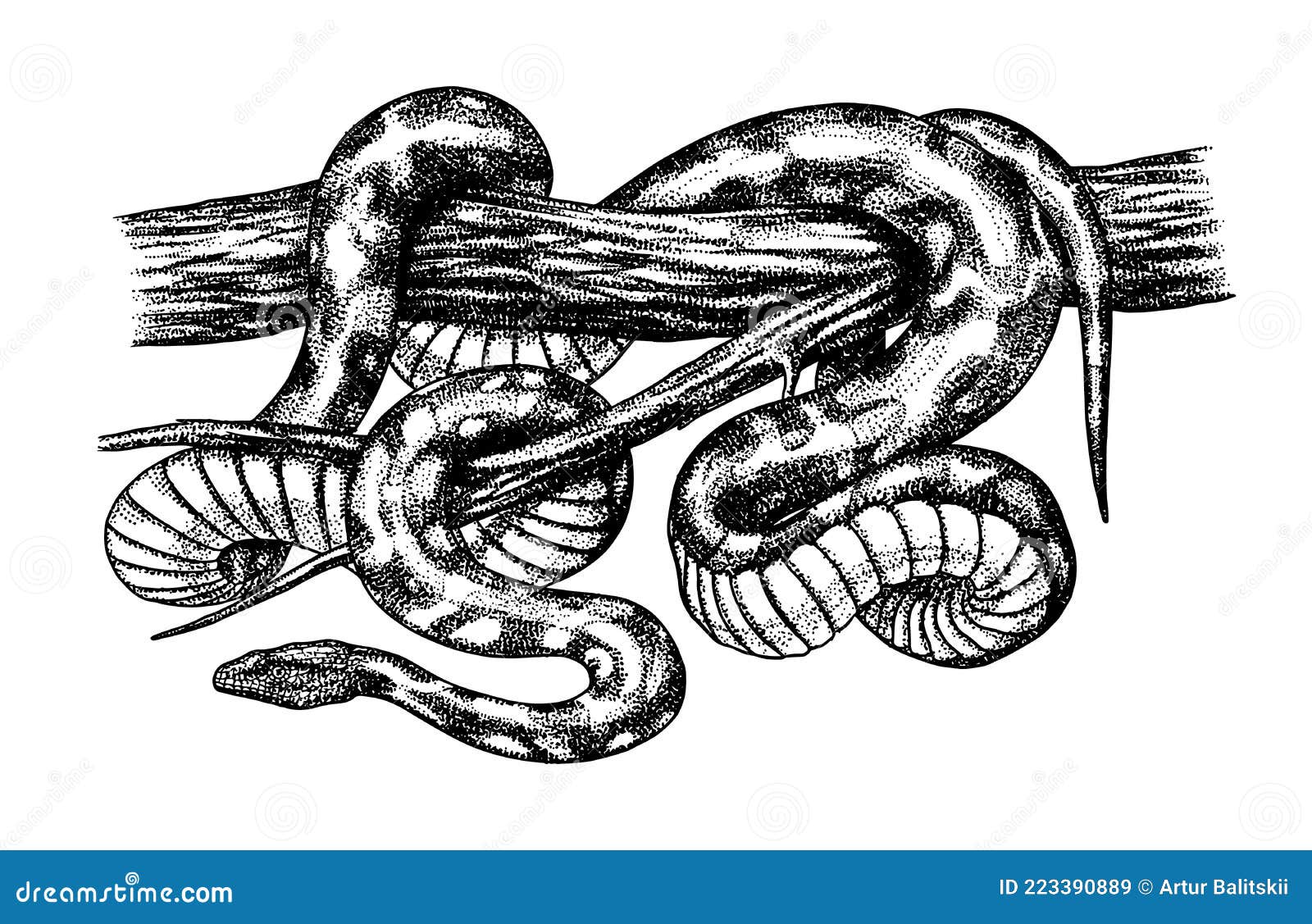 Pythonidae or Python. Boinae or Boas or Boids. Nonvenomous Snake ...