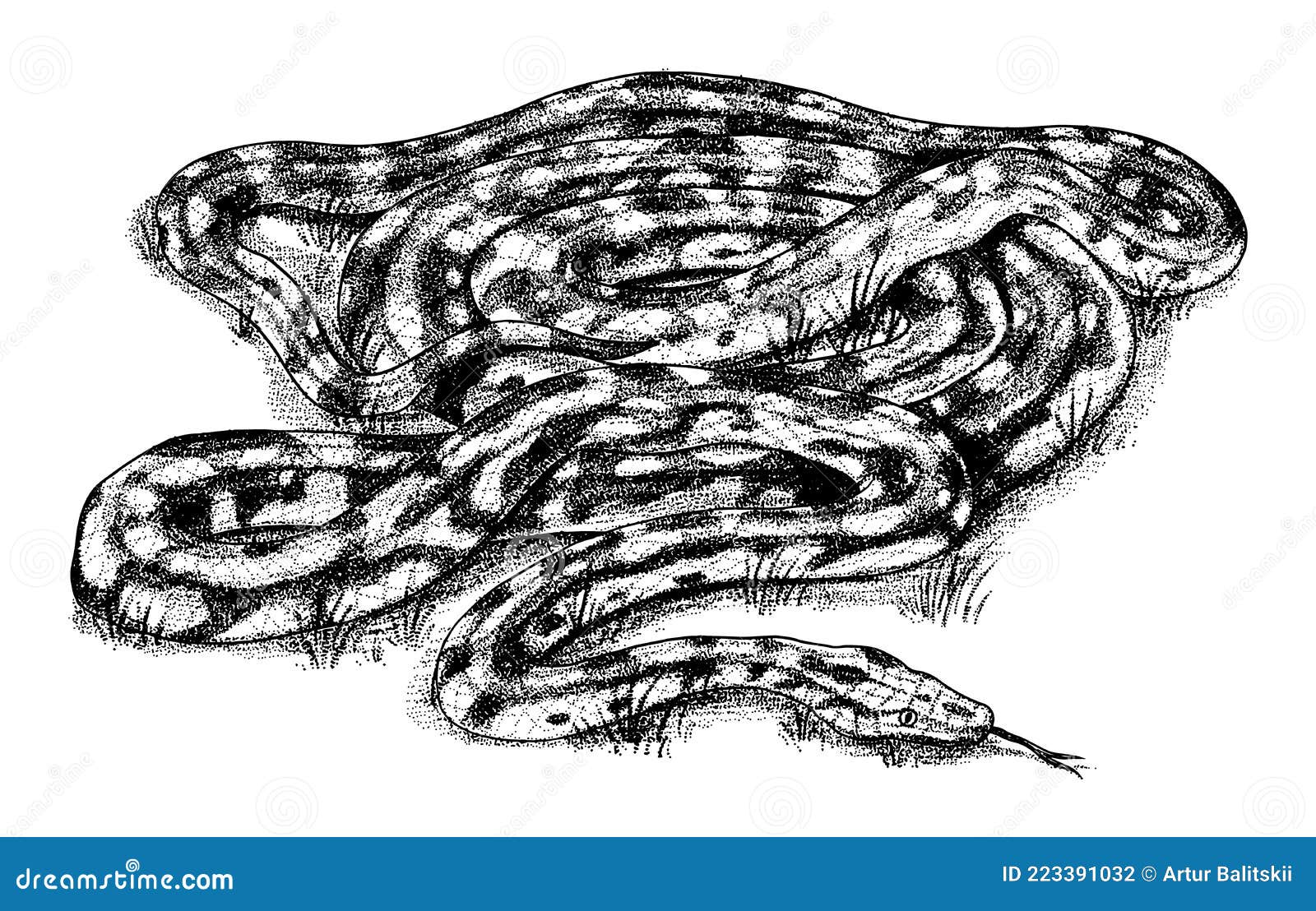 Pythonidae or Python. Boinae or Boas or Boids. Nonvenomous Snake ...