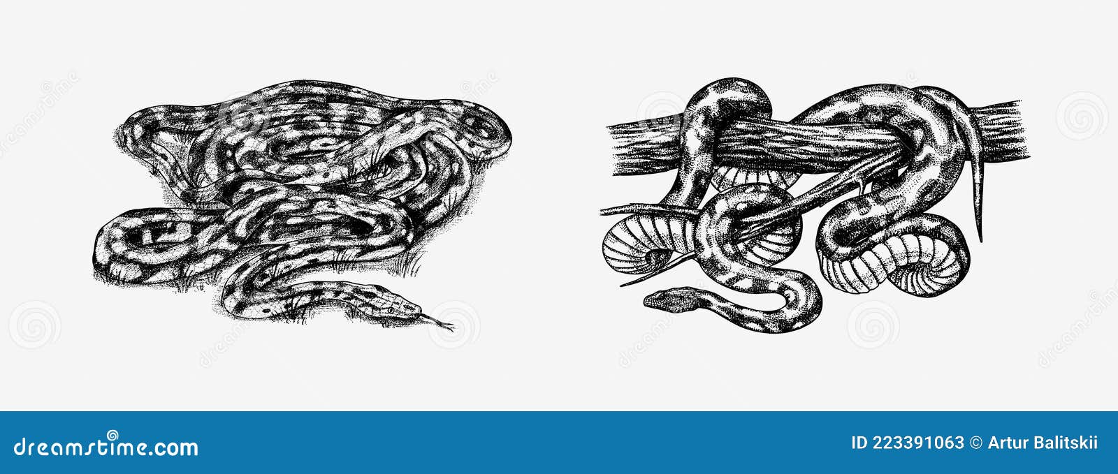 Pythonidae or Python. Boinae or Boas or Boids. Nonvenomous Snake ...