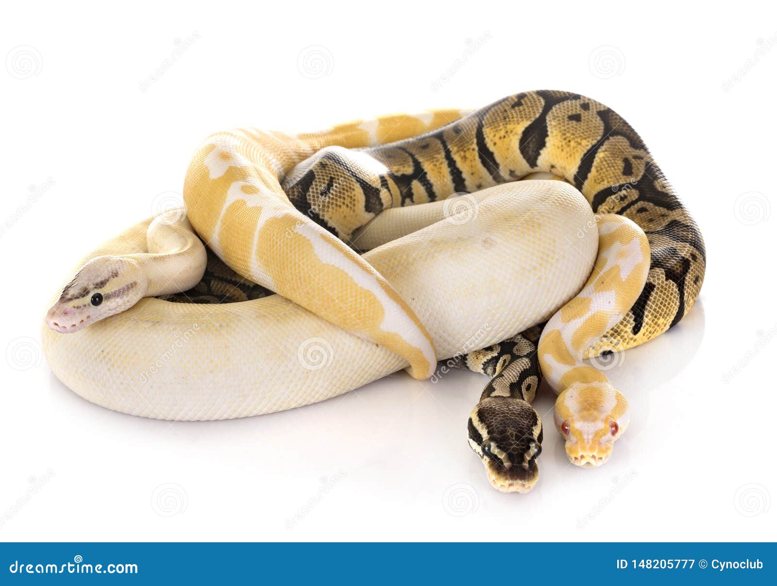 Pythons De Boule Dans Le Studio Image stock - Image du royal, blanc ...