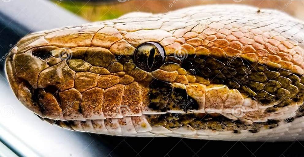Pythons Face in My Car Window Stock Image - Image of pattern, wild ...