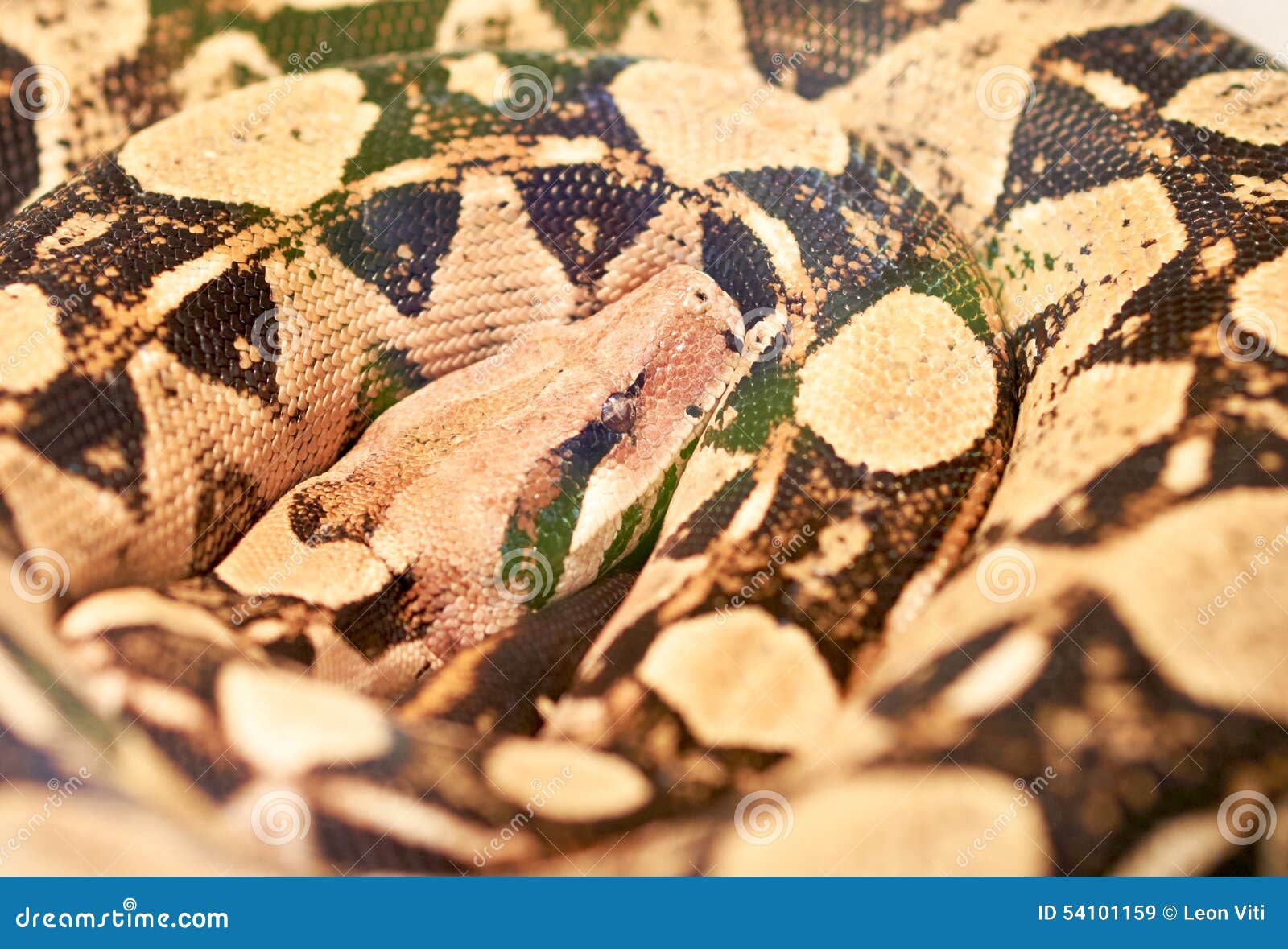 Pyton stock image. Image of reptilian, creeping, pyton - 54101159