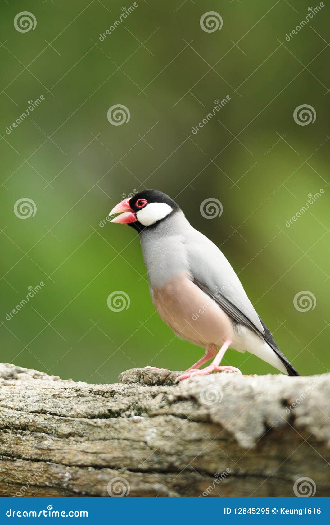 Pássaro --- pardal de java imagem de stock. Imagem de pardal - 12845295