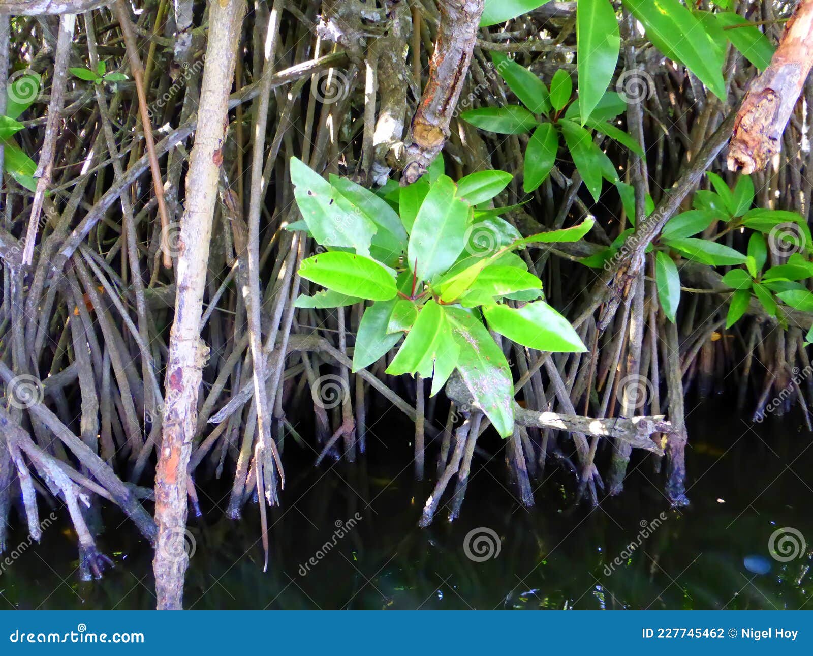 Mangrove Tree Leaves