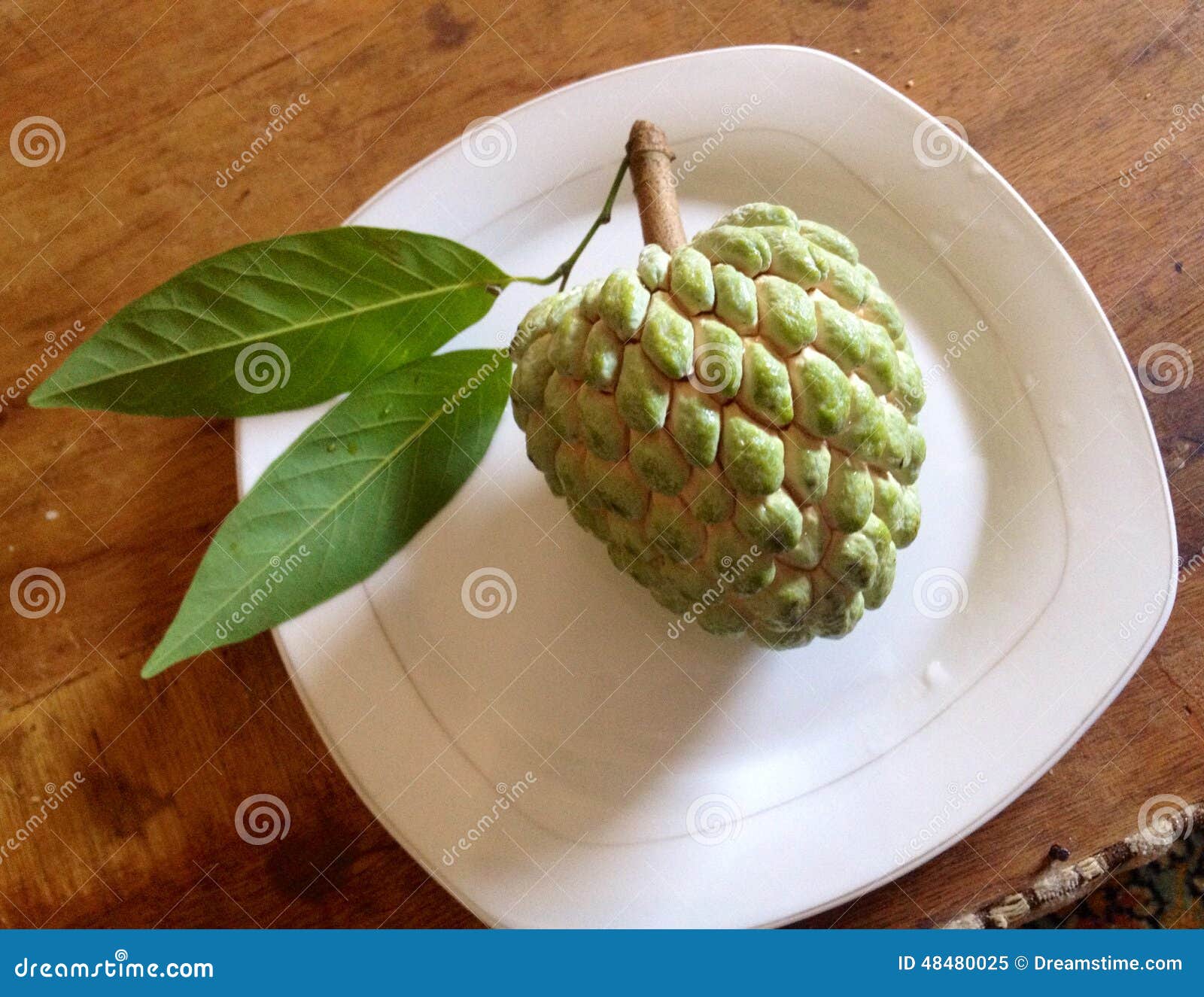 Qeshta stock image. Image of life, happy, imge - 48480025