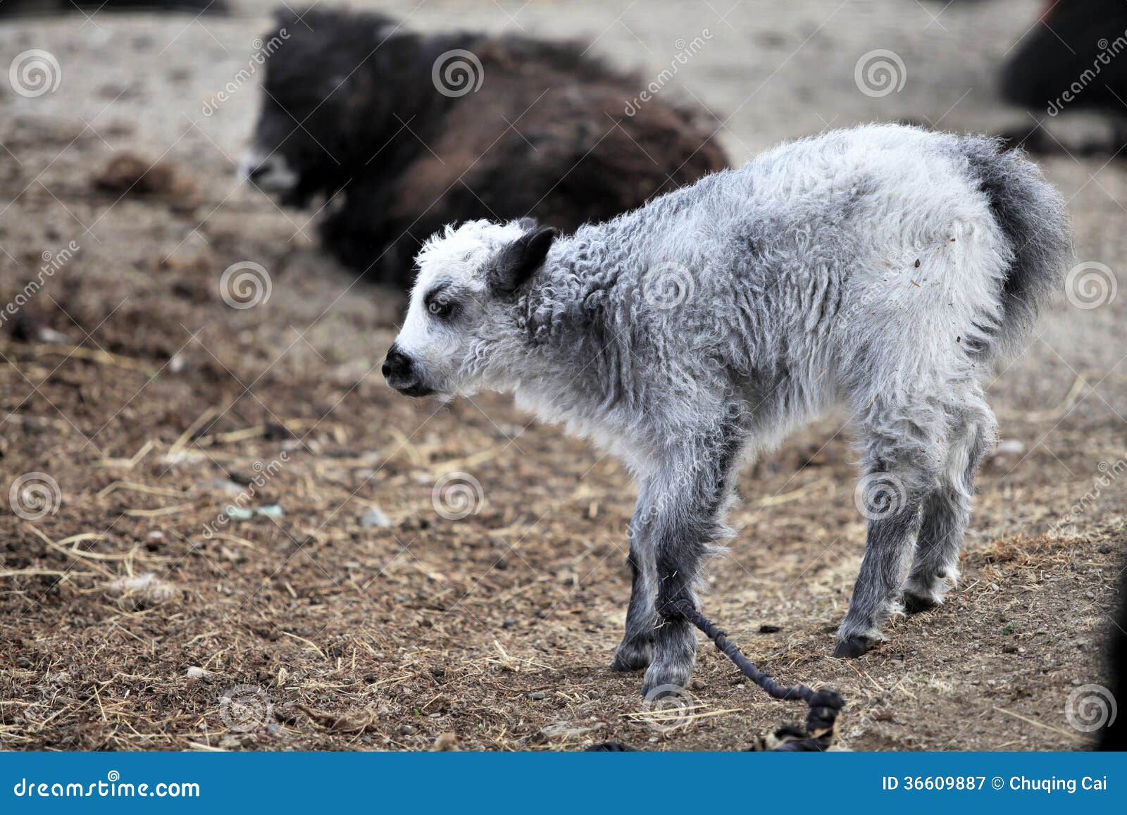 Qinghai Black Tibetan Sheep Stock Image - Image of animal, tibetan ...
