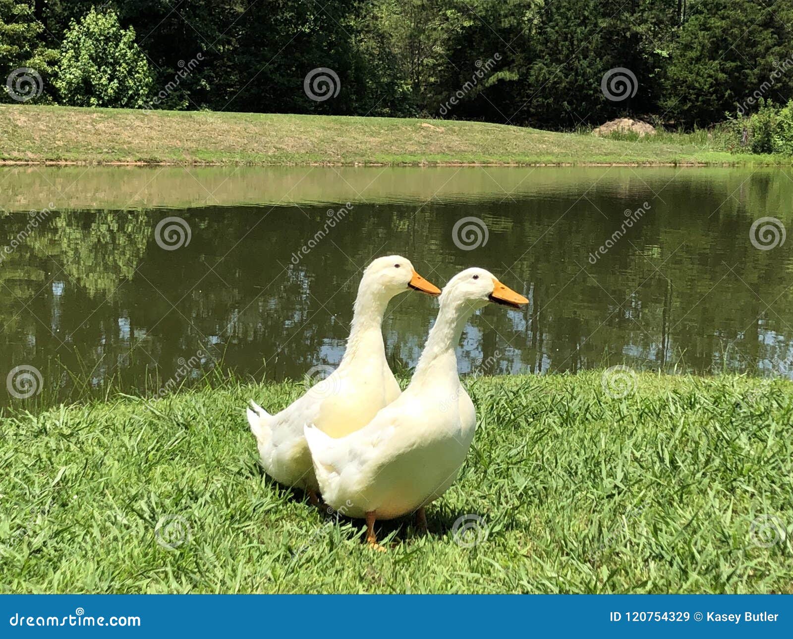 Quack Quack stock image. Image of pond, wildlife, green - 120754329