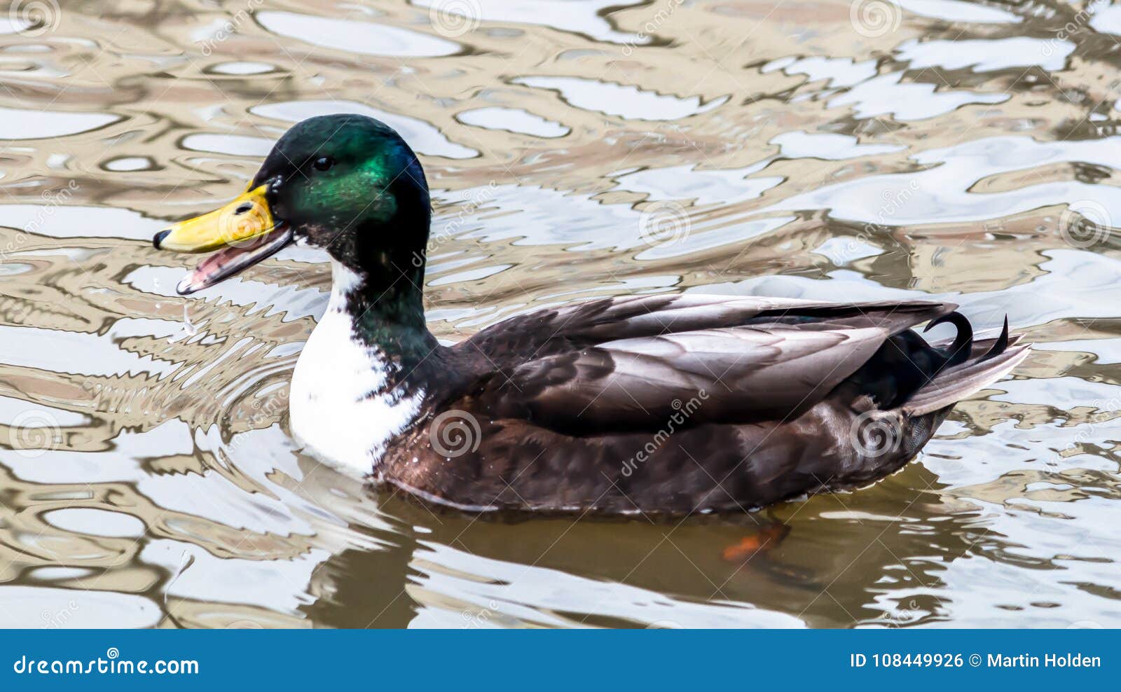 Duck Quacking stock photo. Image of animal, wildlife - 108449926