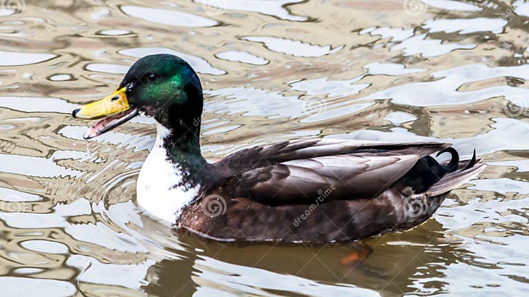 Duck Quacking stock photo. Image of animal, wildlife - 108449926
