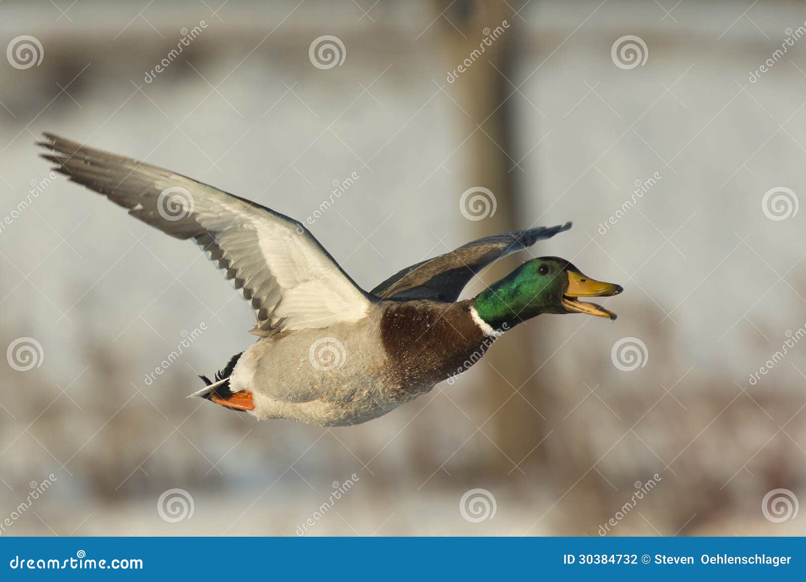 Quacking Duck stock photo. Image of quacking, waterfowl - 30384732