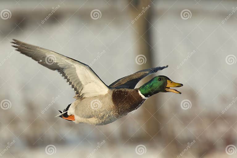 Quacking Duck stock photo. Image of quacking, waterfowl - 30384732