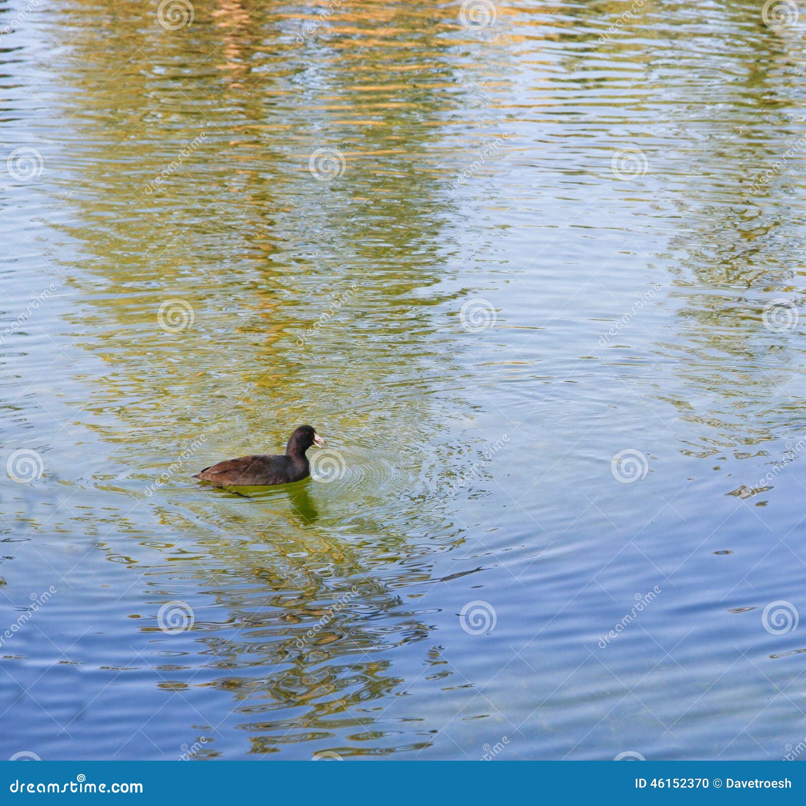 Quacking Duck in Rippling Reflective Lake Stock Photo - Image of green ...