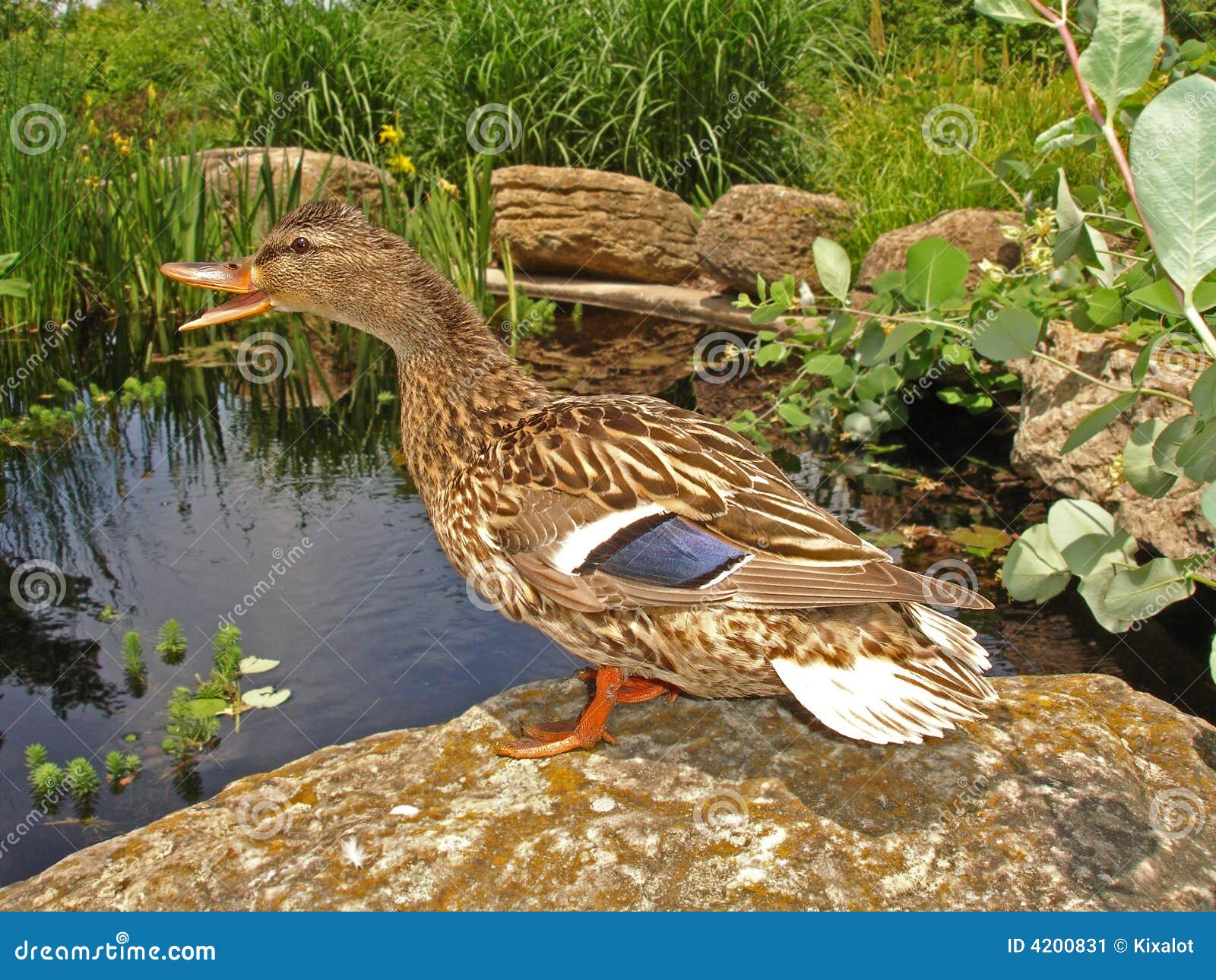 Quacking Duck on Rock by Pond Stock Image - Image of backtalk ...