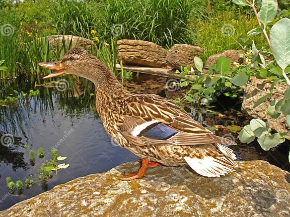 Quacking Duck on Rock by Pond Stock Image - Image of backtalk ...