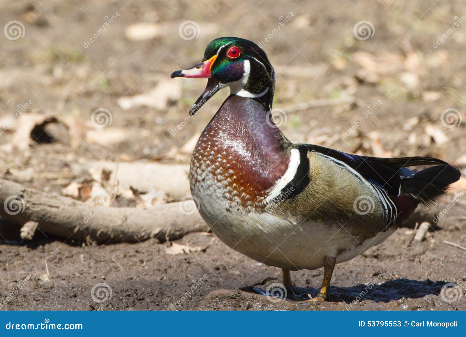 Quacking Duck stock image. Image of shore, wood, standing - 53795553