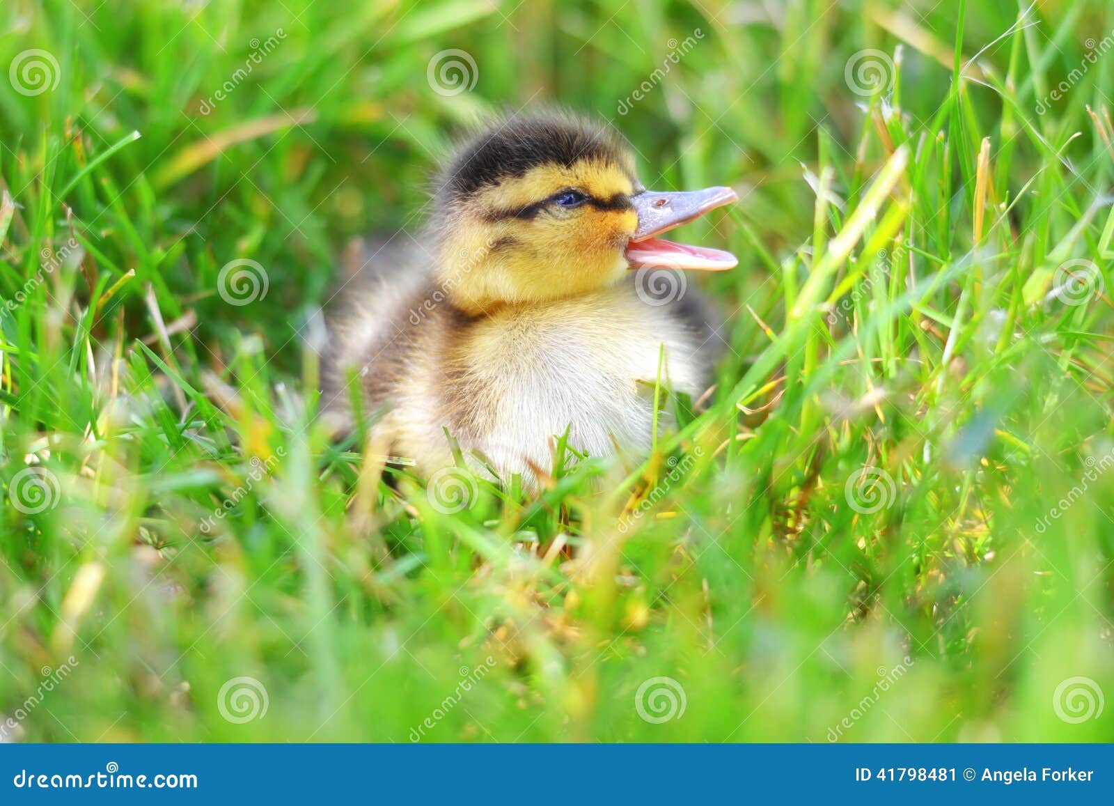 Quacking Duckling in Grass stock image. Image of fowl - 41798481