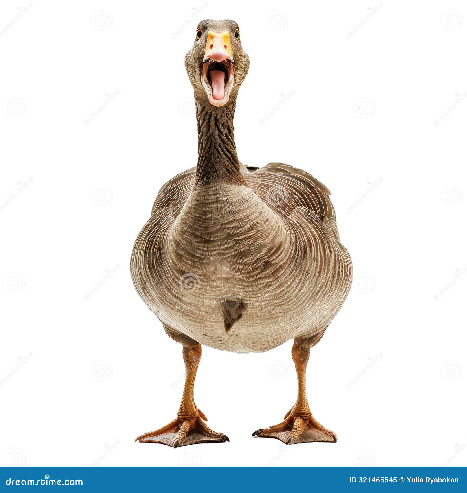 Quacking Goose On Transparent Background Royalty-Free Stock Photography ...