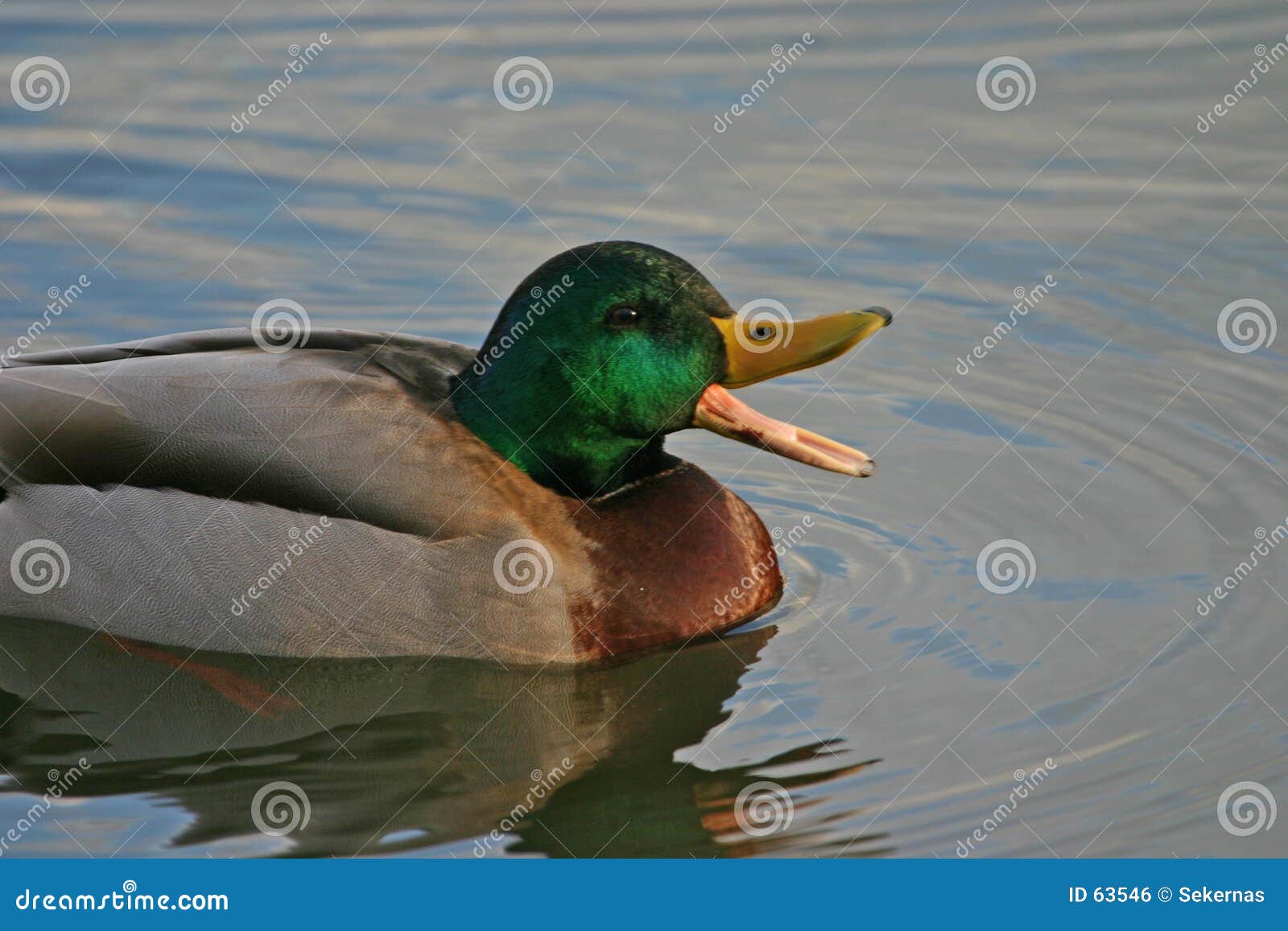Quacking mallard stock photo. Image of tongue, park, wildlife - 63546