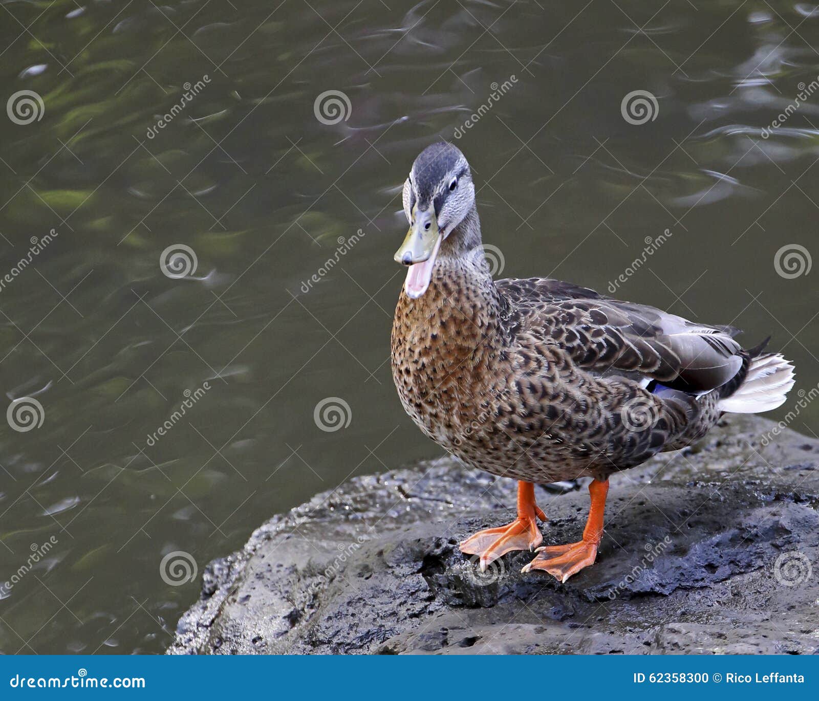 Quacking Mallard stock photo. Image of river, bird, feet - 62358300