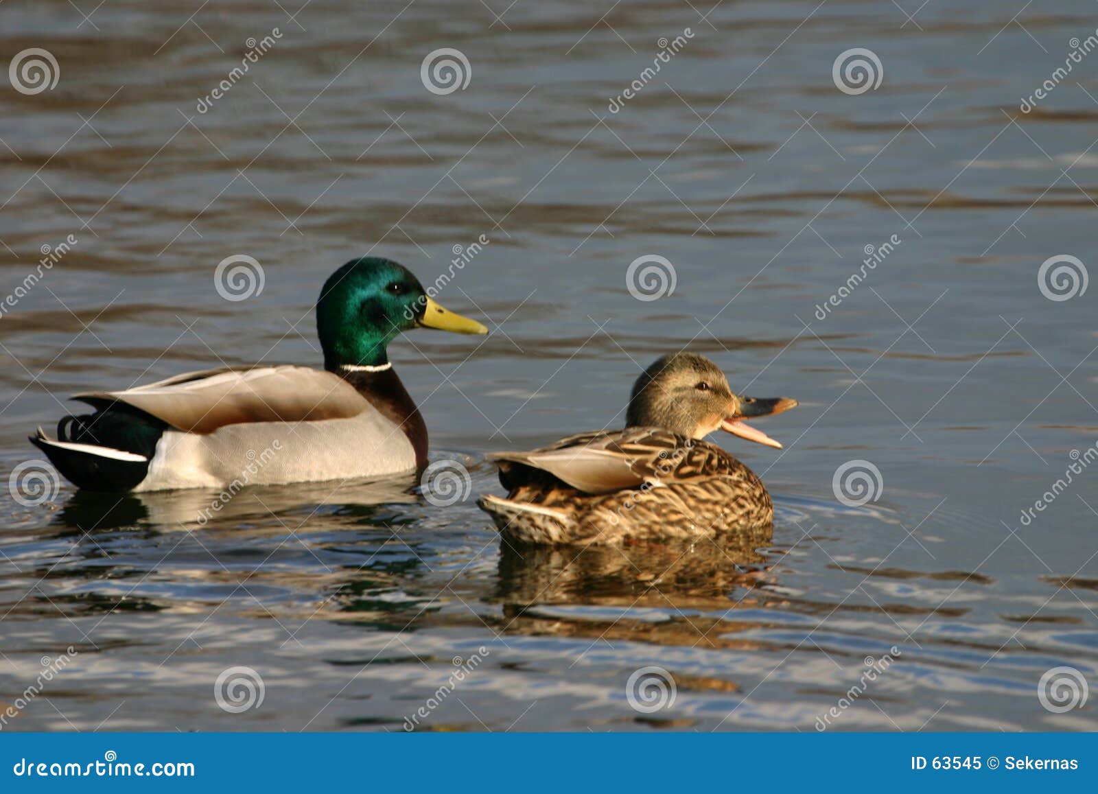 Quacking mallard pair stock image. Image of ducks, lake - 63545