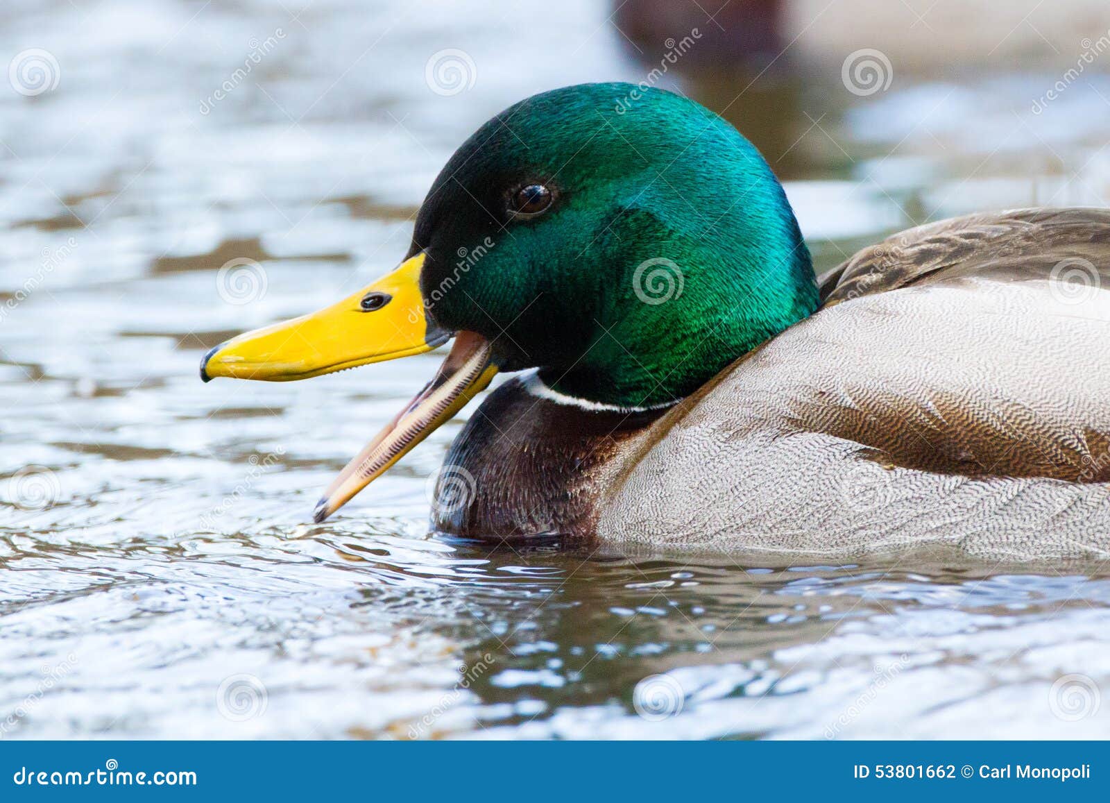 Quacking Mallard stock photo. Image of white, green, male - 53801662