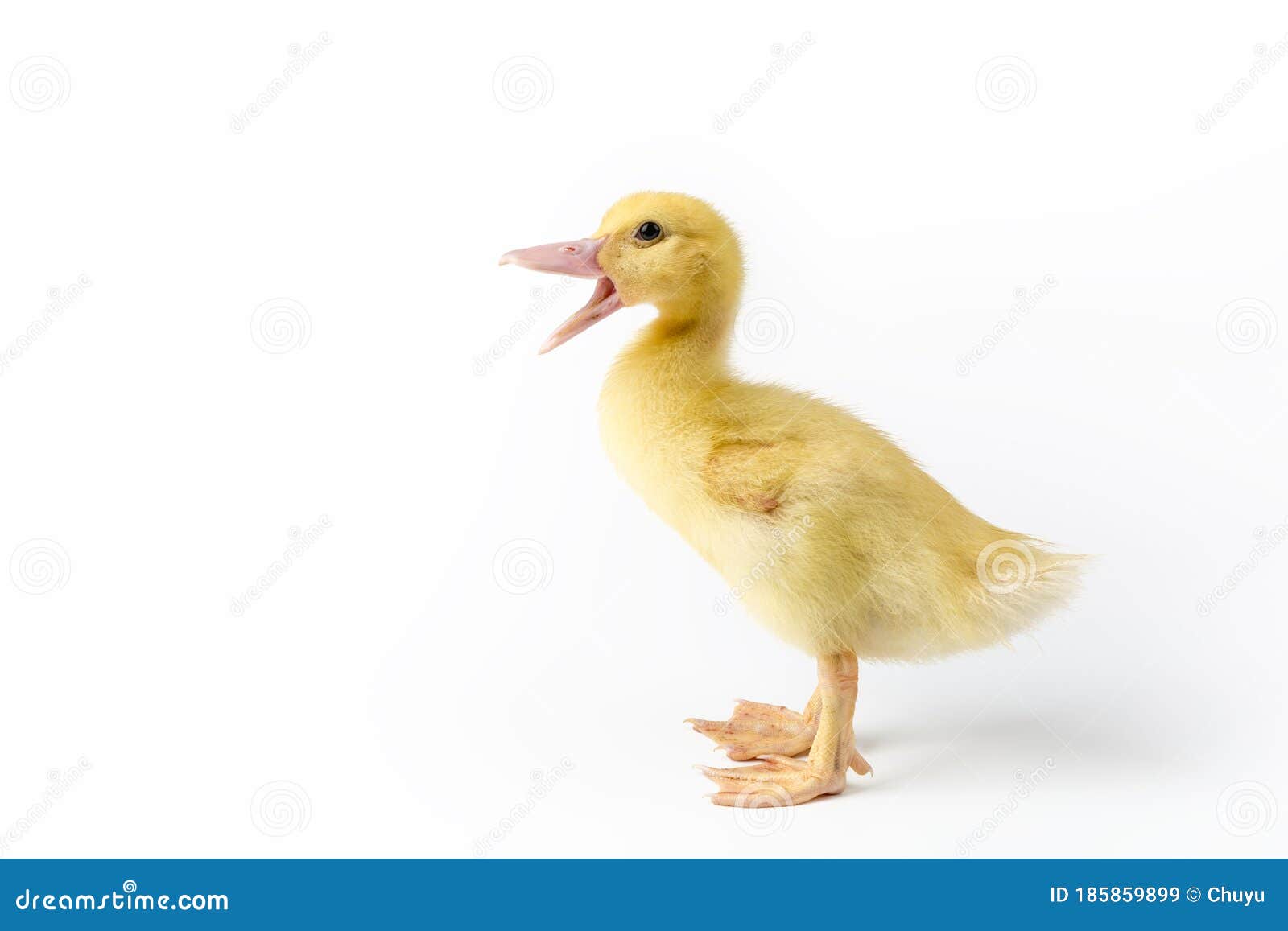 Quacking Young Muscovy Duck Isolated Royalty-Free Stock Photography ...
