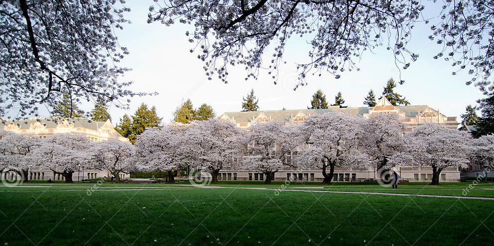 Quad of UW Campus, during Cherry Blossom Stock Image - Image of ...