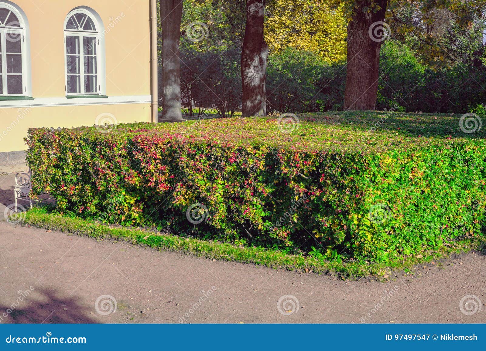 Quadrato Di Breve Bush Cespuglio Immagine Stock - Immagine di filiali ...