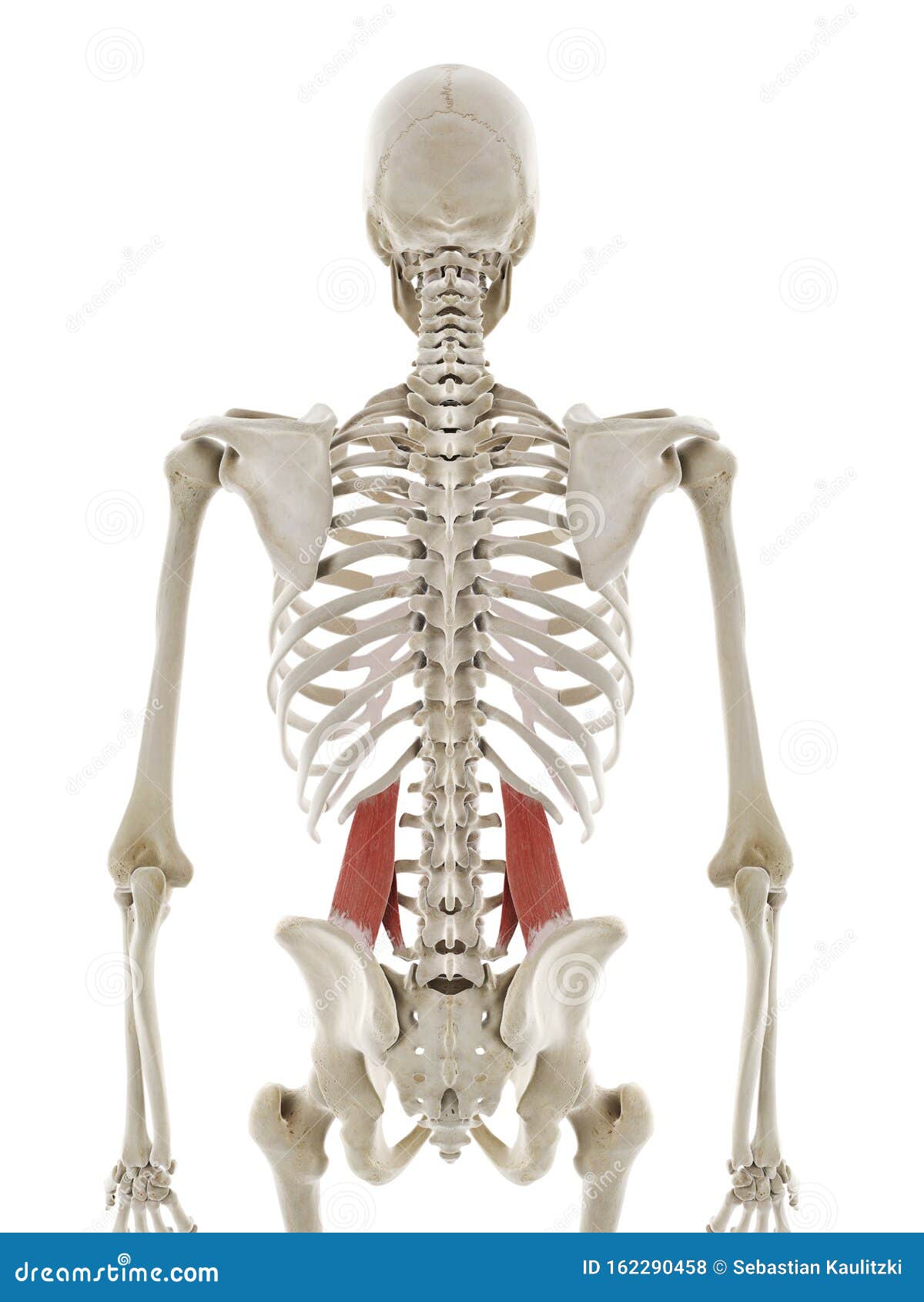 The quadratus lumborum stock illustration. Illustration of strength ...