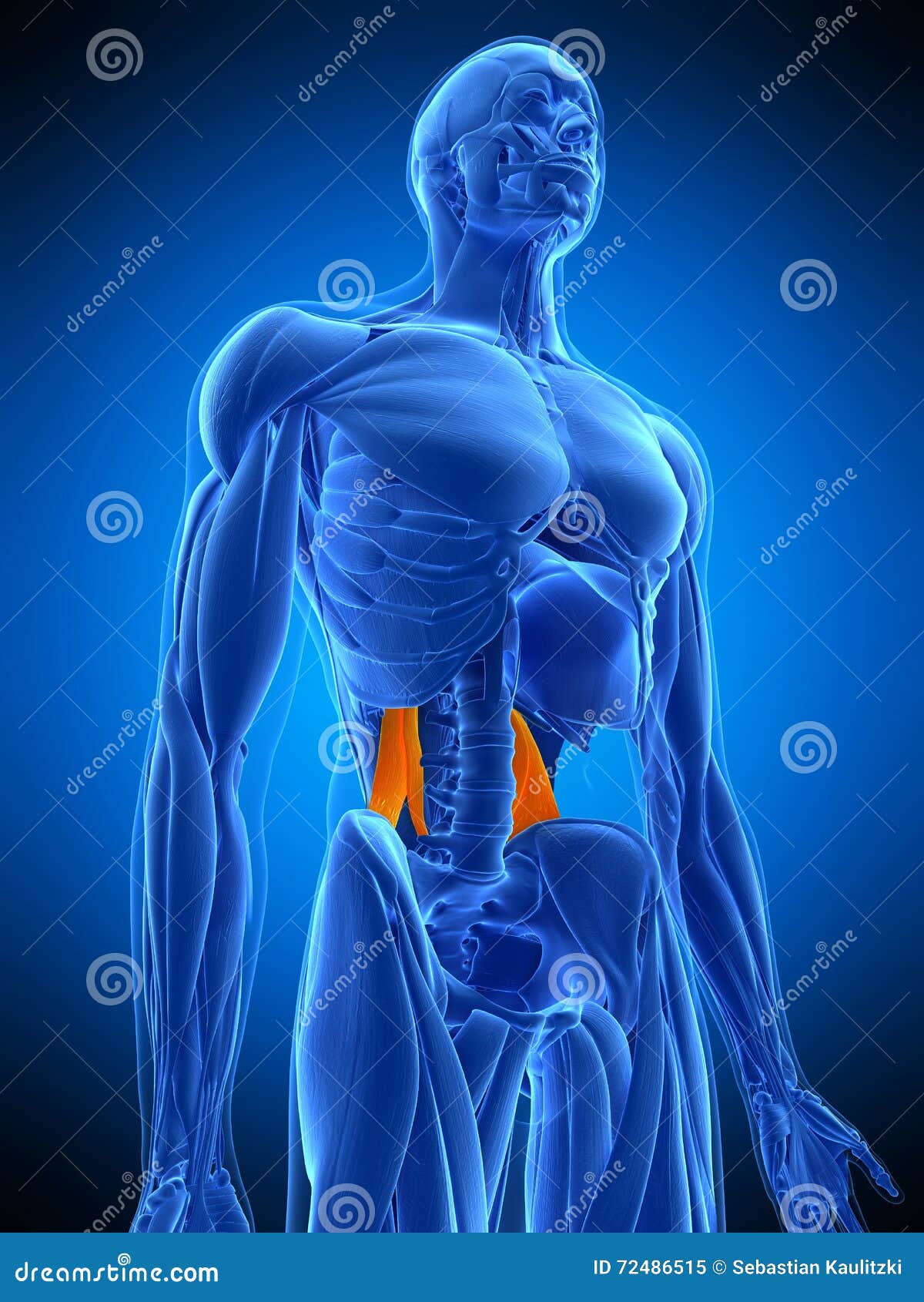 The quadratus lumborum stock illustration. Illustration of muscle ...