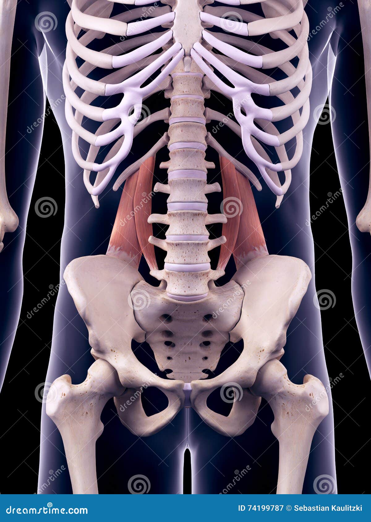 Quadratus Lumborum Muscle Medical Vector Illustration On White ...