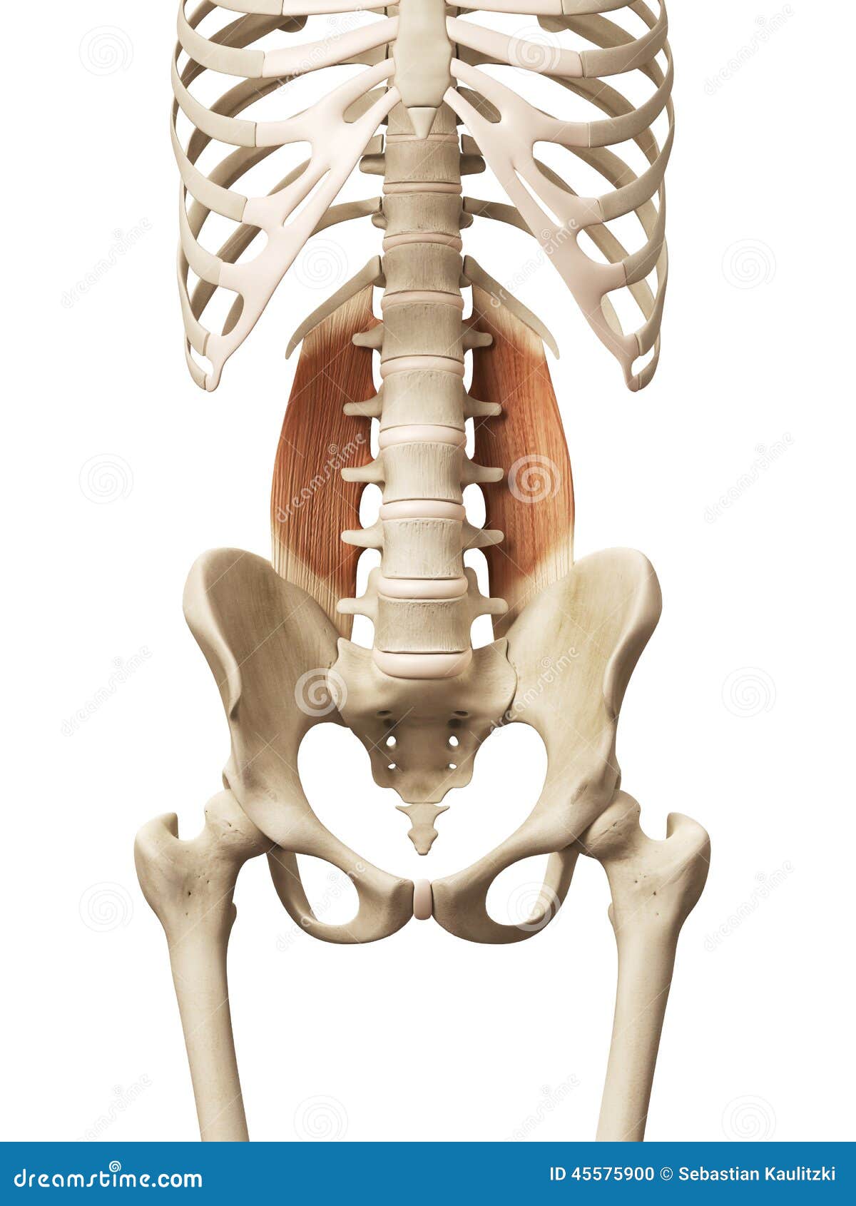 The Quadratus Lumborum Royalty-Free Illustration | CartoonDealer.com ... The Quadratus Lumborum Royalty-Free Illustration | CartoonDealer.com ...