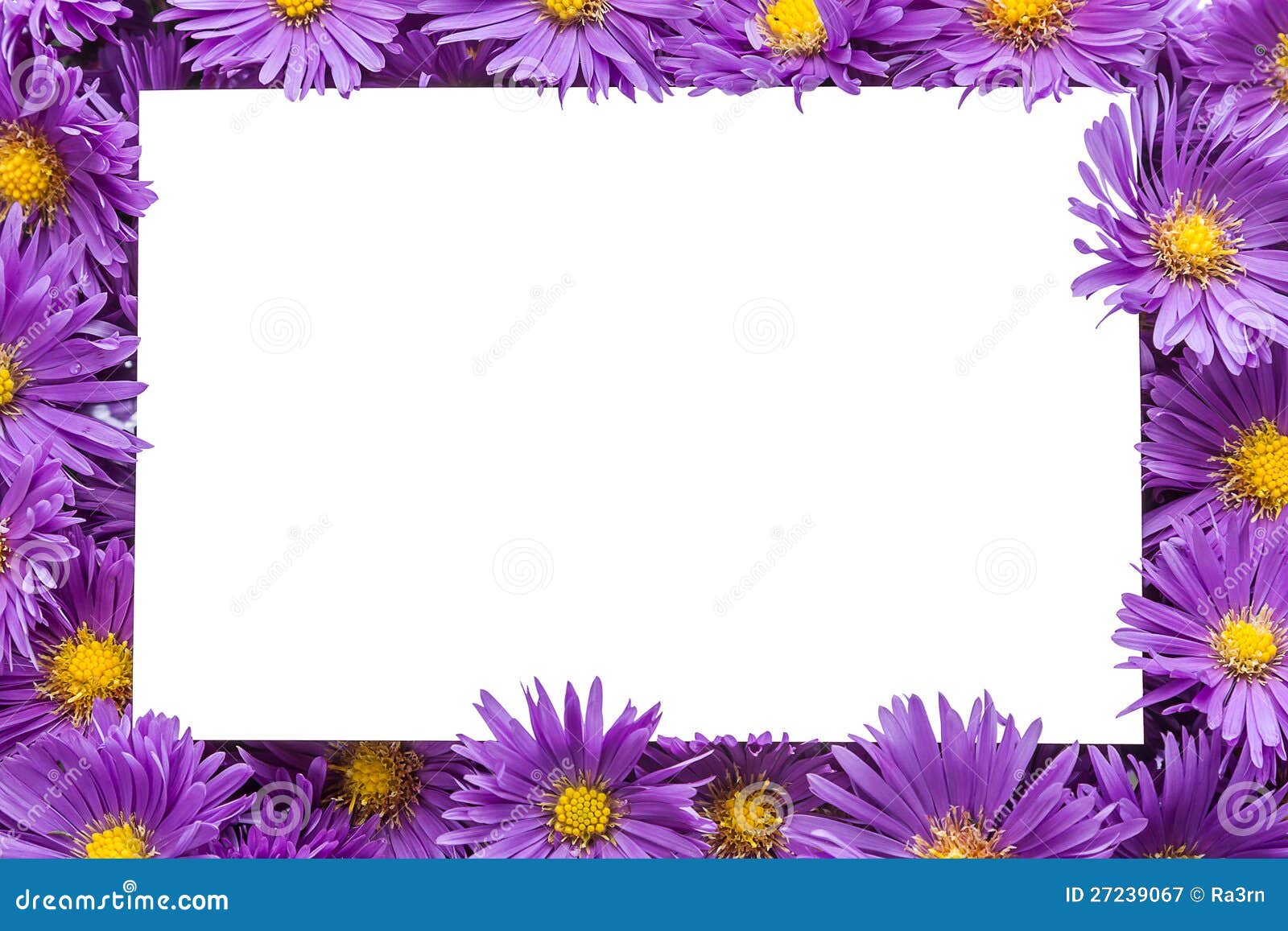 Quadro/beira De Flores Roxas Imagem de Stock - Imagem de isolado, flor ...