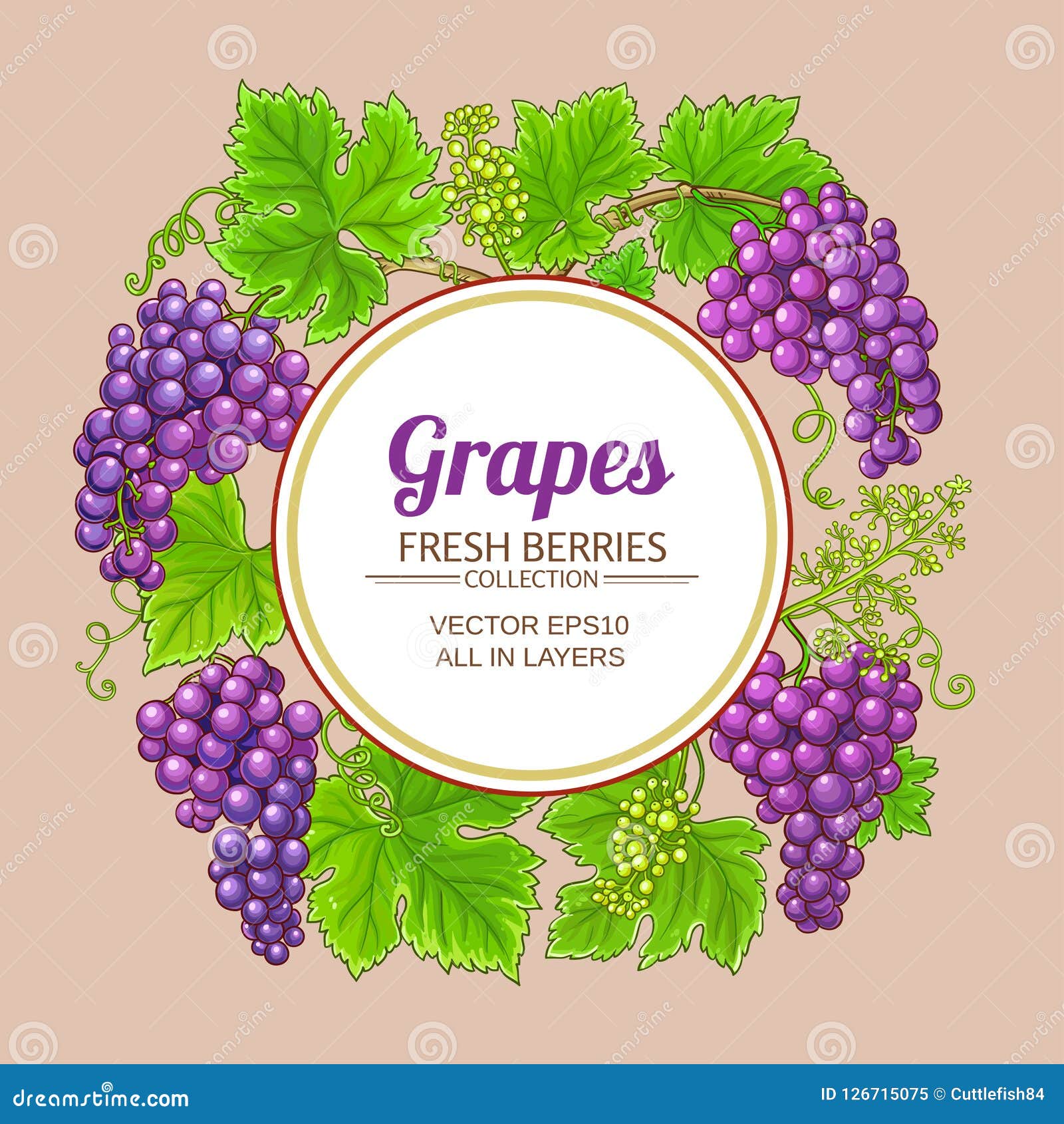 Quadro do vetor das uvas ilustração do vetor. Ilustração de planta ...