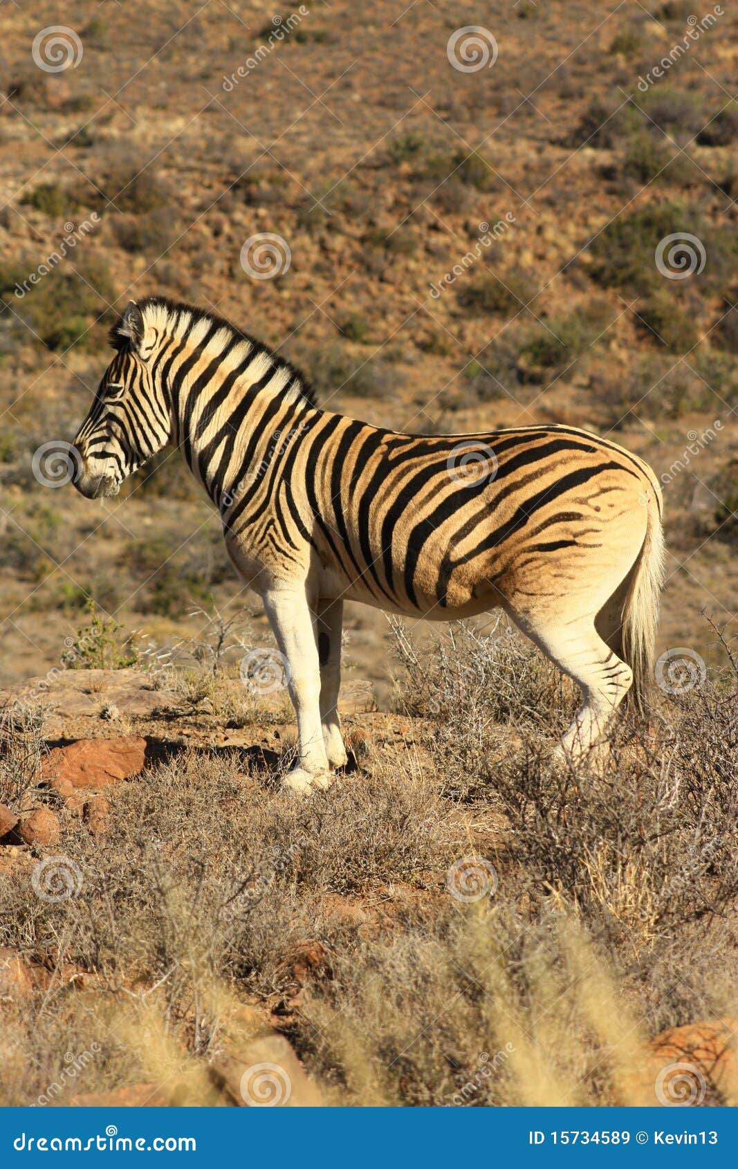Quagga stock image. Image of zebra, animals, extinct - 15734589