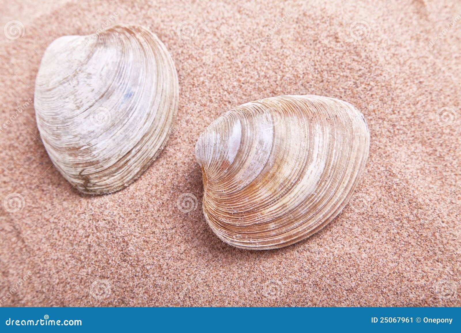 Quahaug stock image. Image of shell, kitchen, healthy - 25067961
