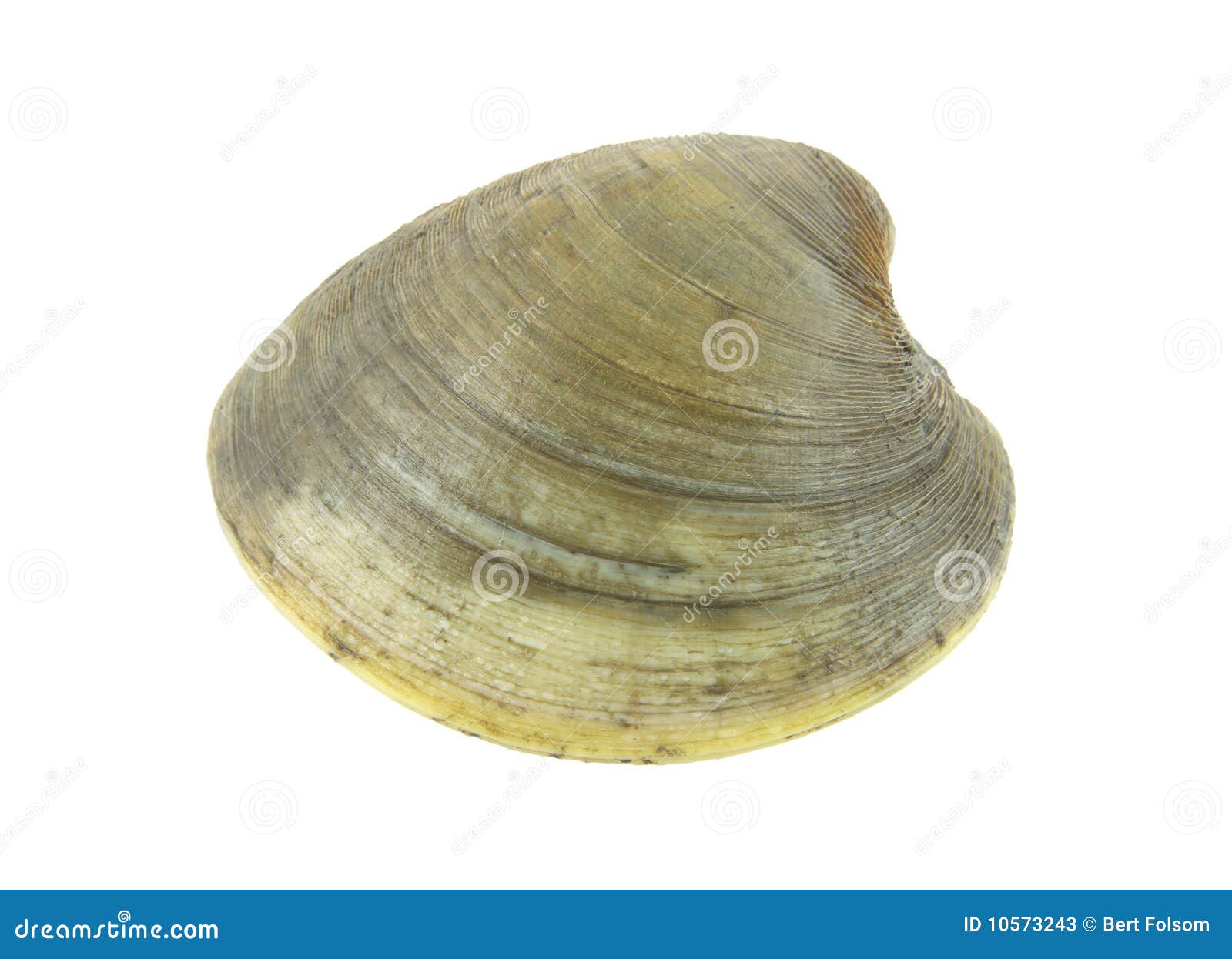 Quahog stock image. Image of chowder, delicacy, background - 10573243