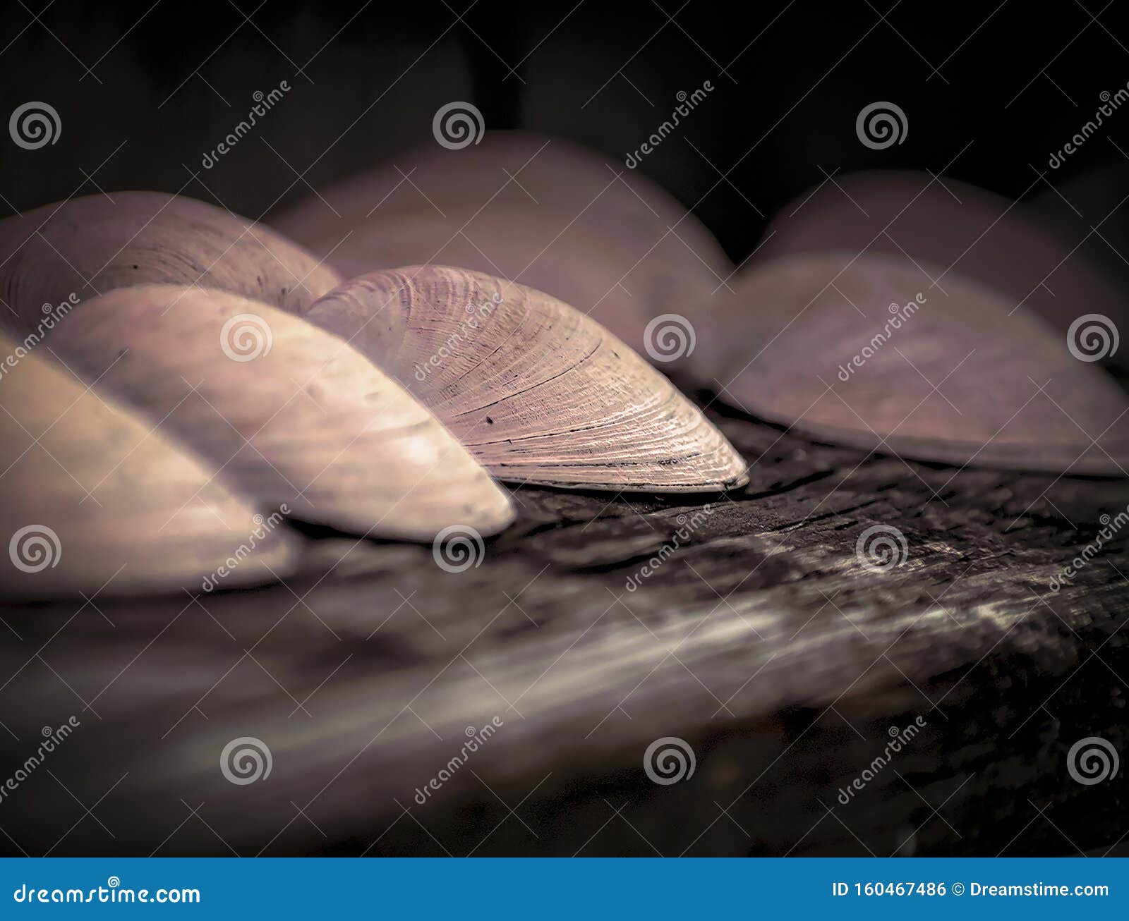 Quahog shells stock photo. Image of aged, mollusk, wooden - 160467486