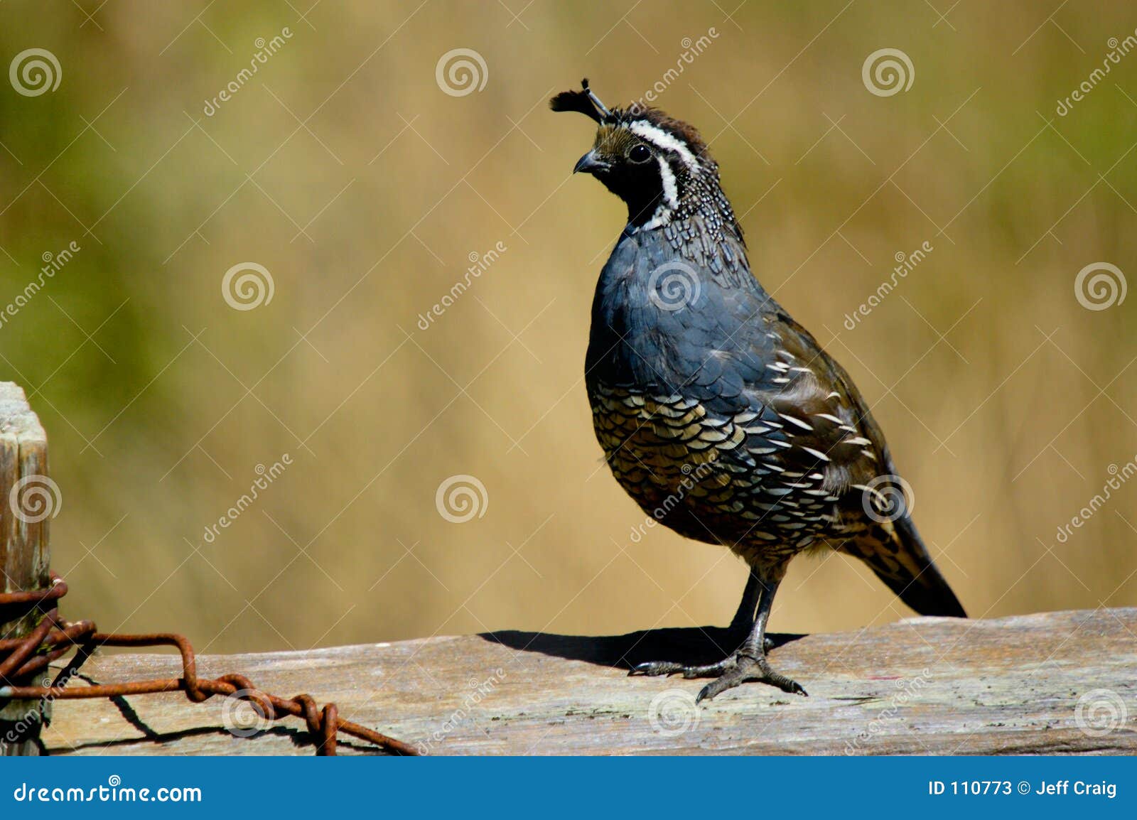 Quail stock image. Image of clouseup, nature, calm, colorful - 110773