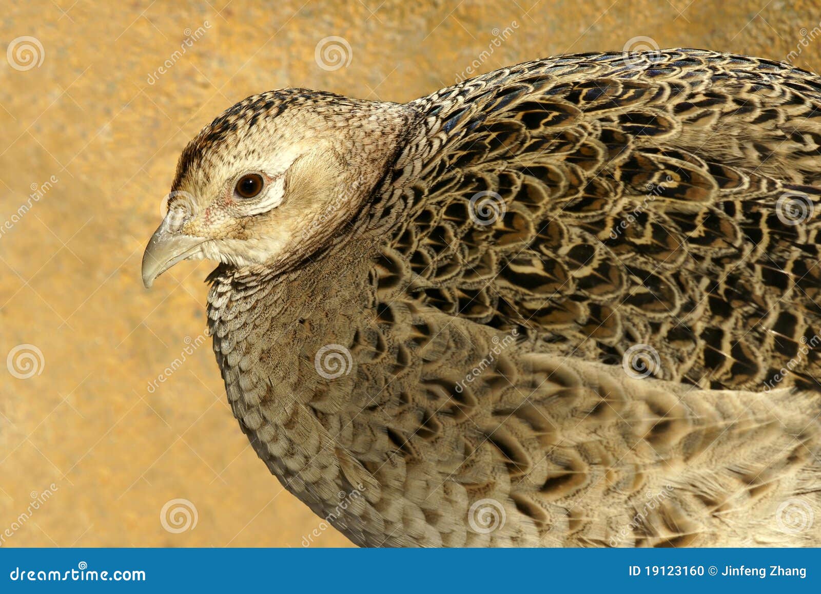 Quail stock photo. Image of beak, animal, natural, partridge - 19123160