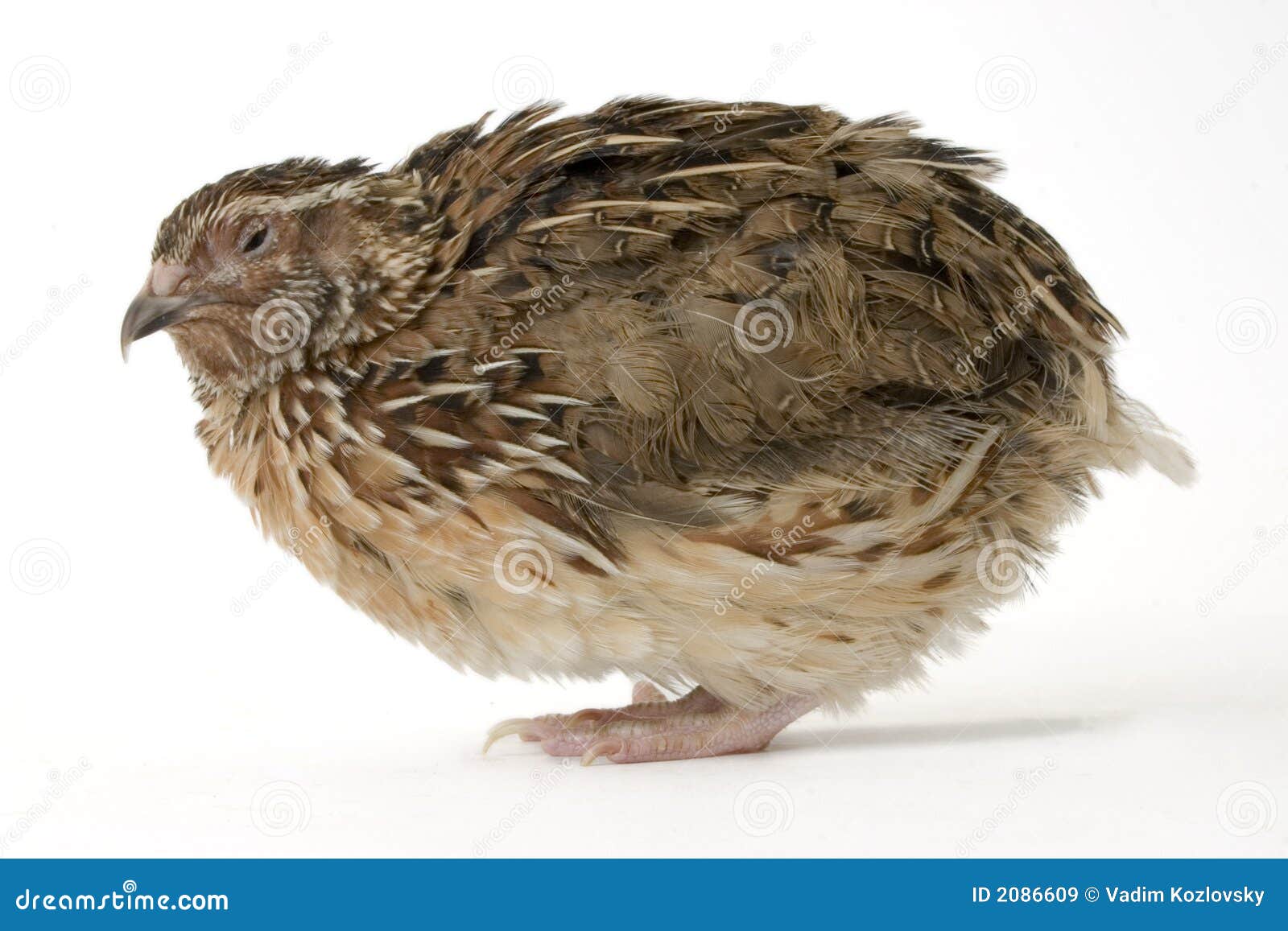Quail stock image. Image of easter, domestic, food, delicious - 2086609