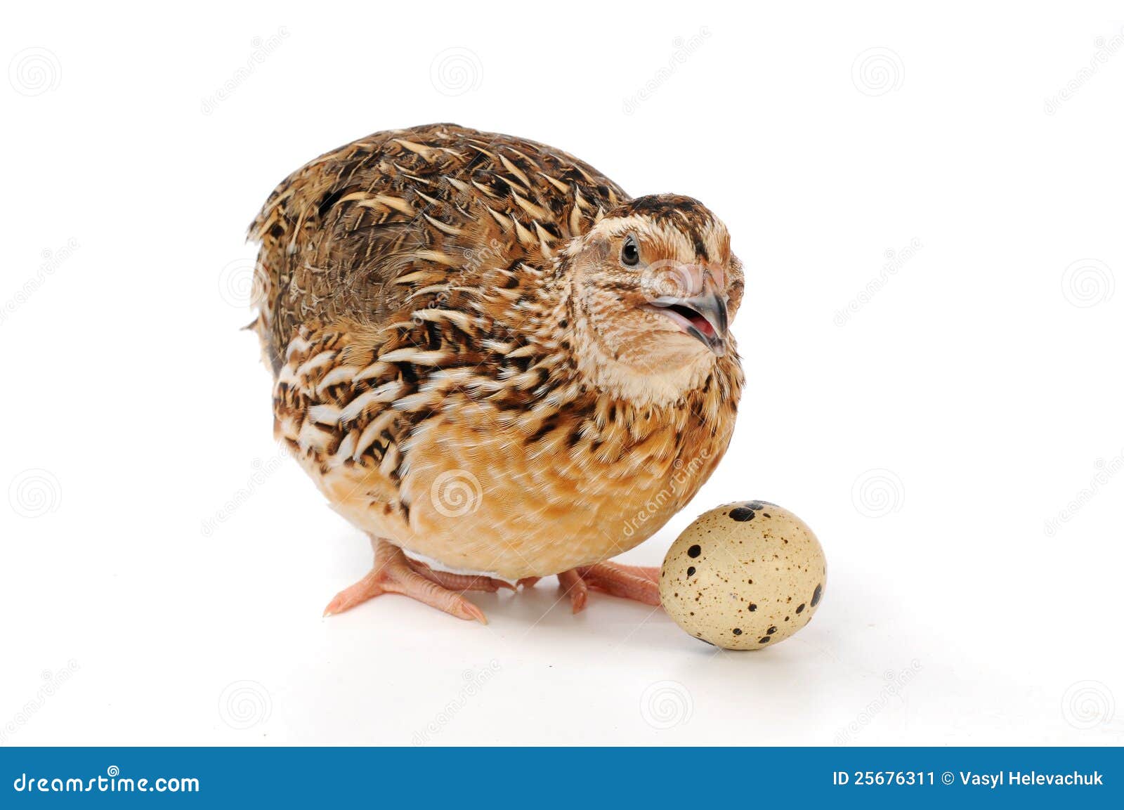 Quail stock image. Image of farm, life, beautiful, small - 25676311