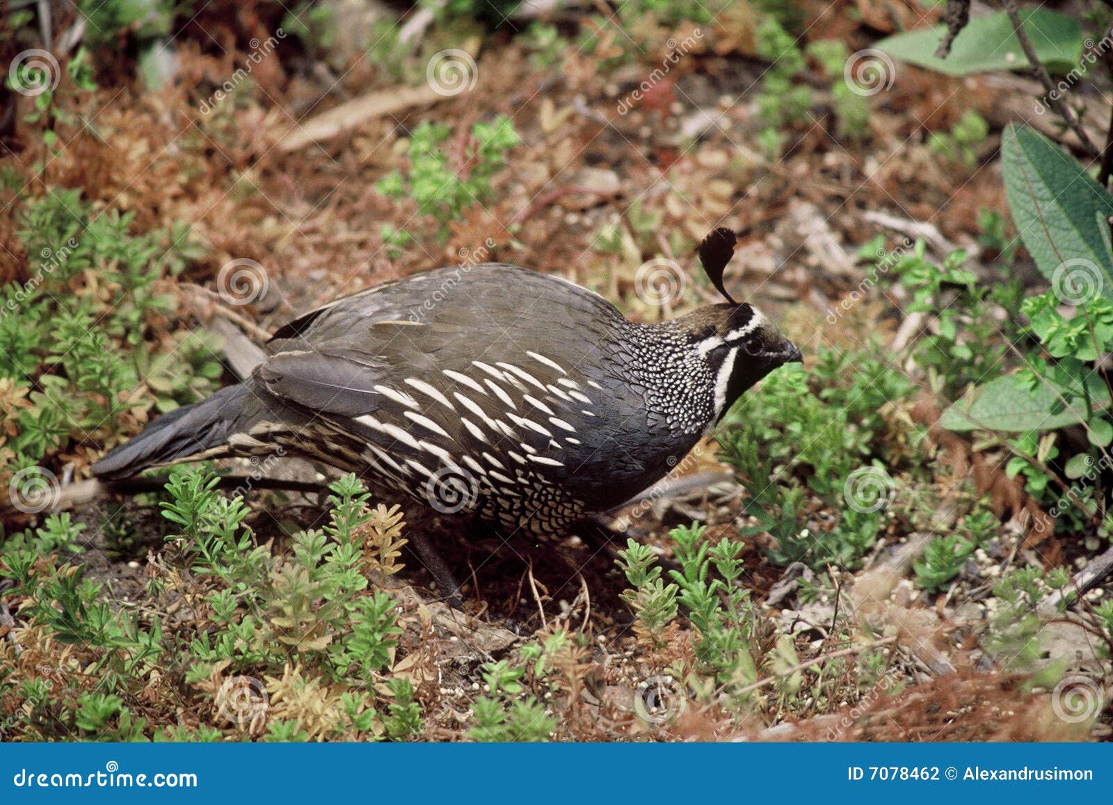 Quail stock photo. Image of nature, wildlife, meat, isolated - 7078462
