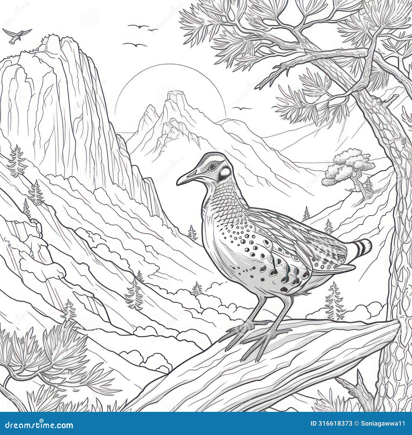 Quail Bird Drawing Coloring Book Page Stock Illustration - Illustration ...