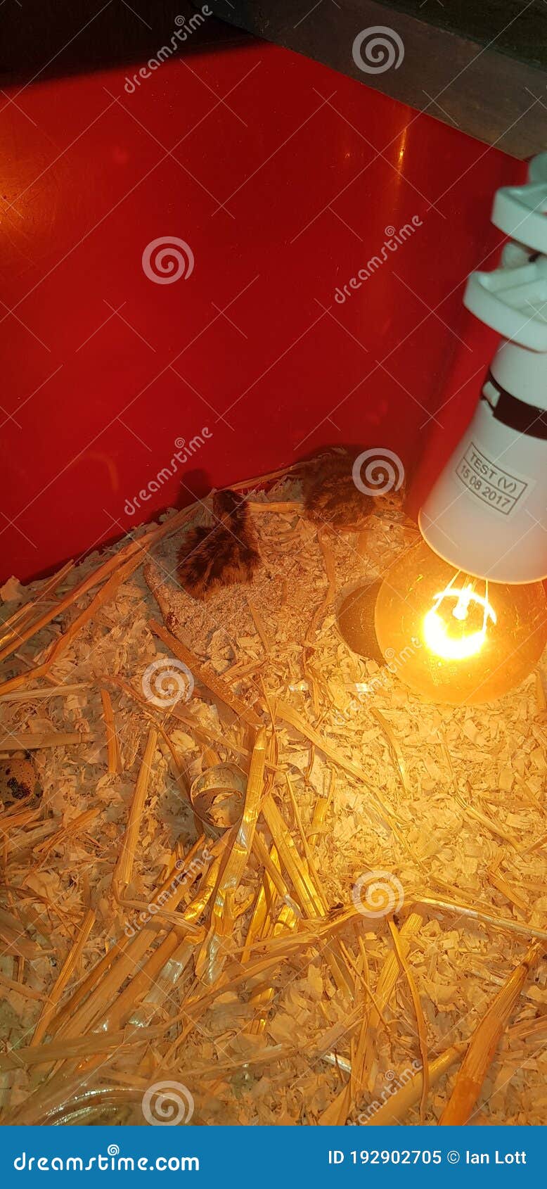 Quail chicks in a brooder stock image. Image of iron - 192902705