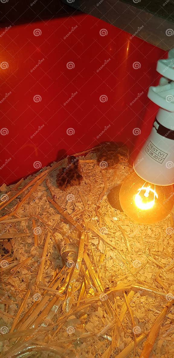 Quail chicks in a brooder stock image. Image of iron - 192902705